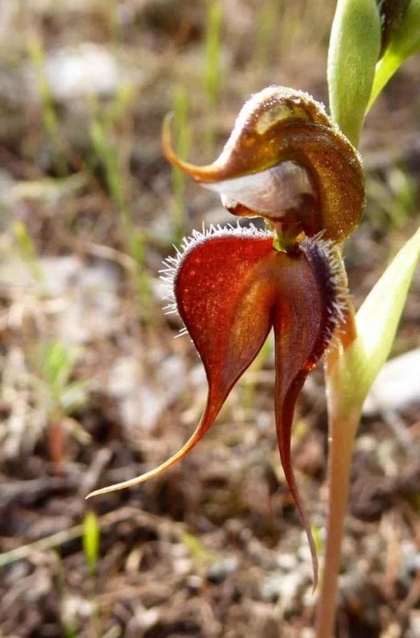 12 Australian Native Orchids to stop you in your tracks - Lotsafreshair