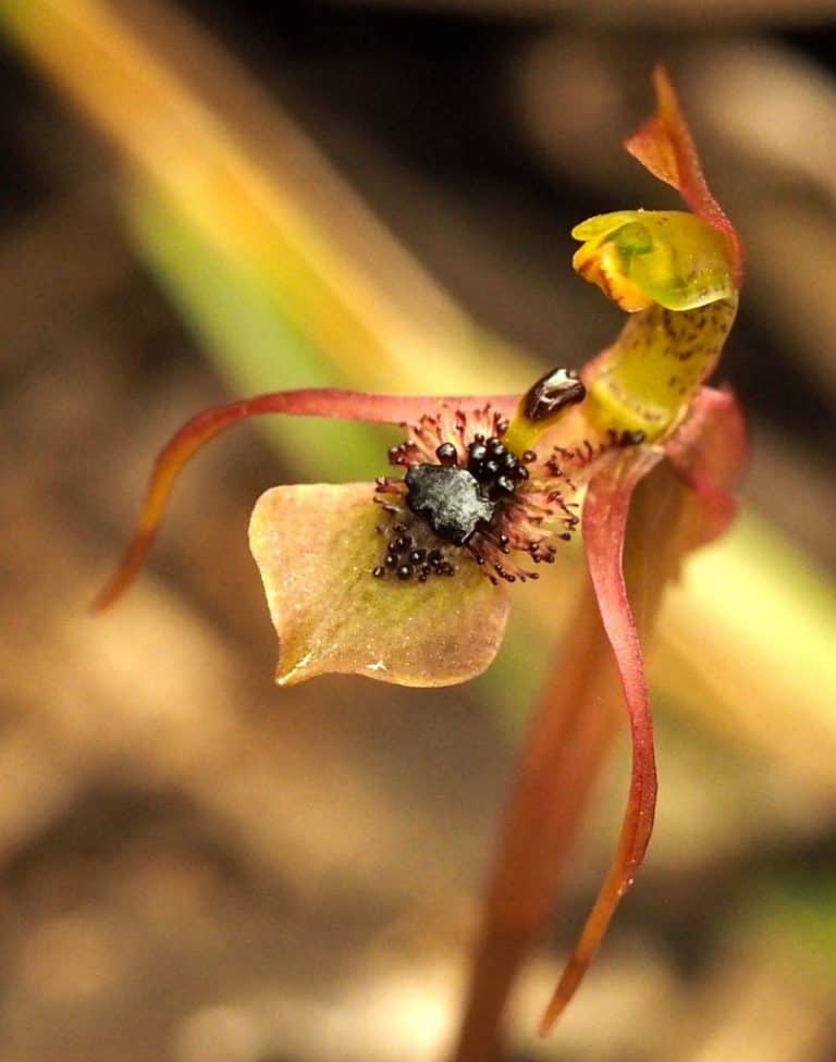 12 Australian Native Orchids to stop you in your tracks - Lotsafreshair