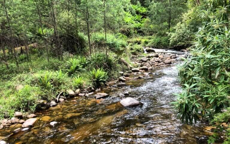 Mt Stirling via Delatite River Trail - Mt Buller Hiking - Lotsafreshair