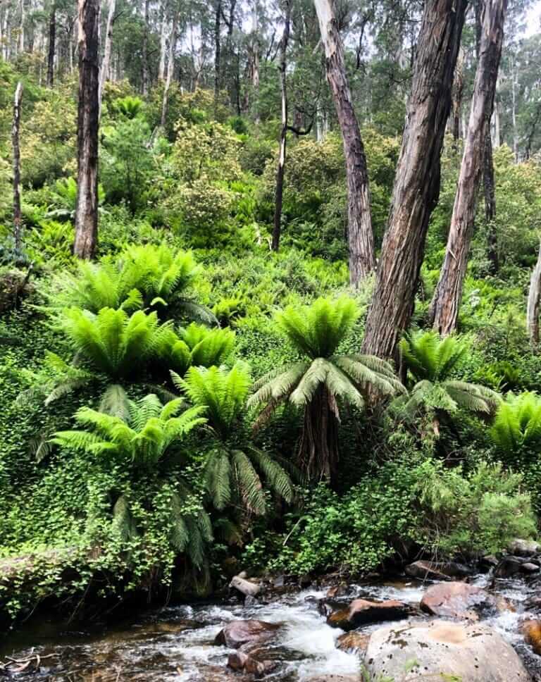 Mt Stirling via Delatite River Trail - Mt Buller Hiking - Lotsafreshair