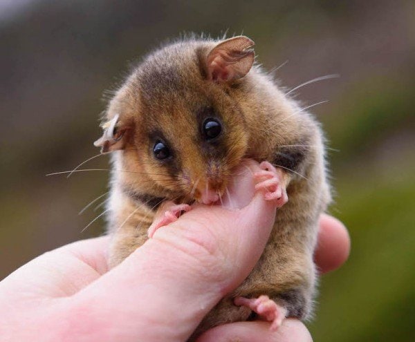 The epic survival tale of Mt Buller's Mountain Pygmy Possum